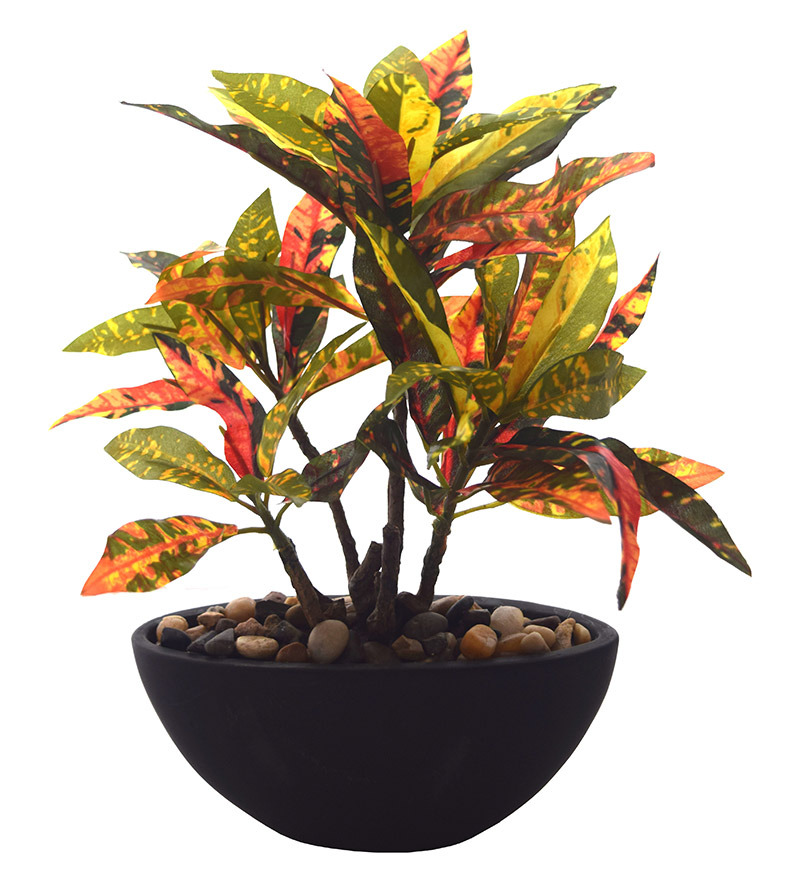 Fourwalls Croton Bonsai in Ceramic Vase - 11 In by Fourwalls Online ...